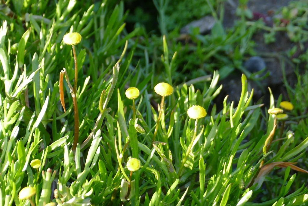 Cotula coronopifolia | Karamea.nz